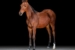 Chex and Codigo - AQHA Photographer