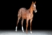 Chex and Codigo - AQHA Photographer