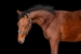 Chex and Codigo - AQHA Photographer