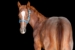 Chex and Codigo - AQHA Photographer