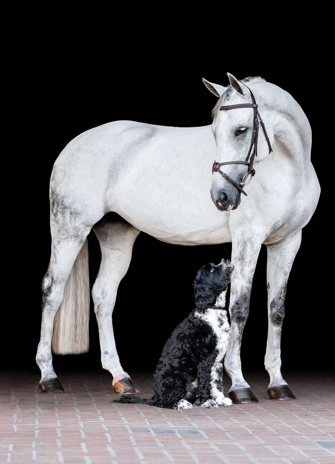 Ali and Arisca - Professional Horse Photographer Birmingham Alabama